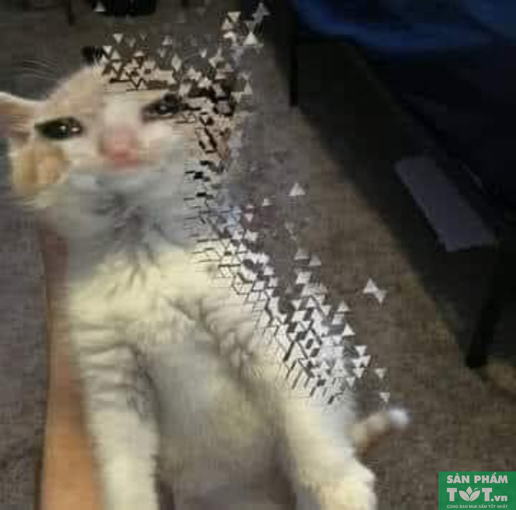 50+ Ảnh meme mèo khóc thét, đáng yêu xỉu [ Cập nhật 2024 ]